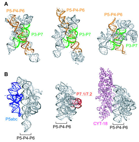 Molecules | Free Full-Text | Generation and Development of RNA Ligase ...