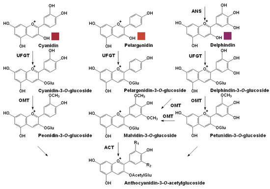 Biosynthesis of Anthocyanins and Their Regulation in Colored Grapes