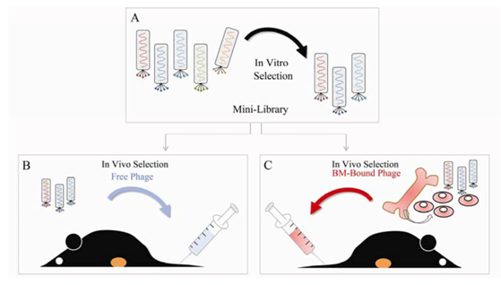 Efficient In Vivo Selection Of A Novel Tumor Associated Peptide From A