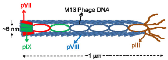 Material Binding Peptides for Nanotechnology