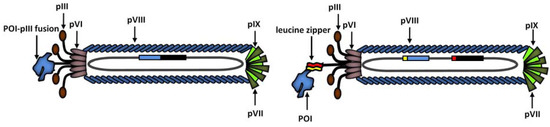 Design and Screening of M13 Phage Display cDNA Libraries