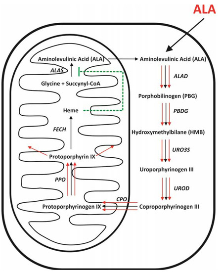 Aminolevulinic Acid (ALA) as a Prodrug in Photodynamic Therapy of Cancer