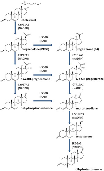 Molecules | Free Full-Text | Inhibitors of Testosterone Biosynthetic ...