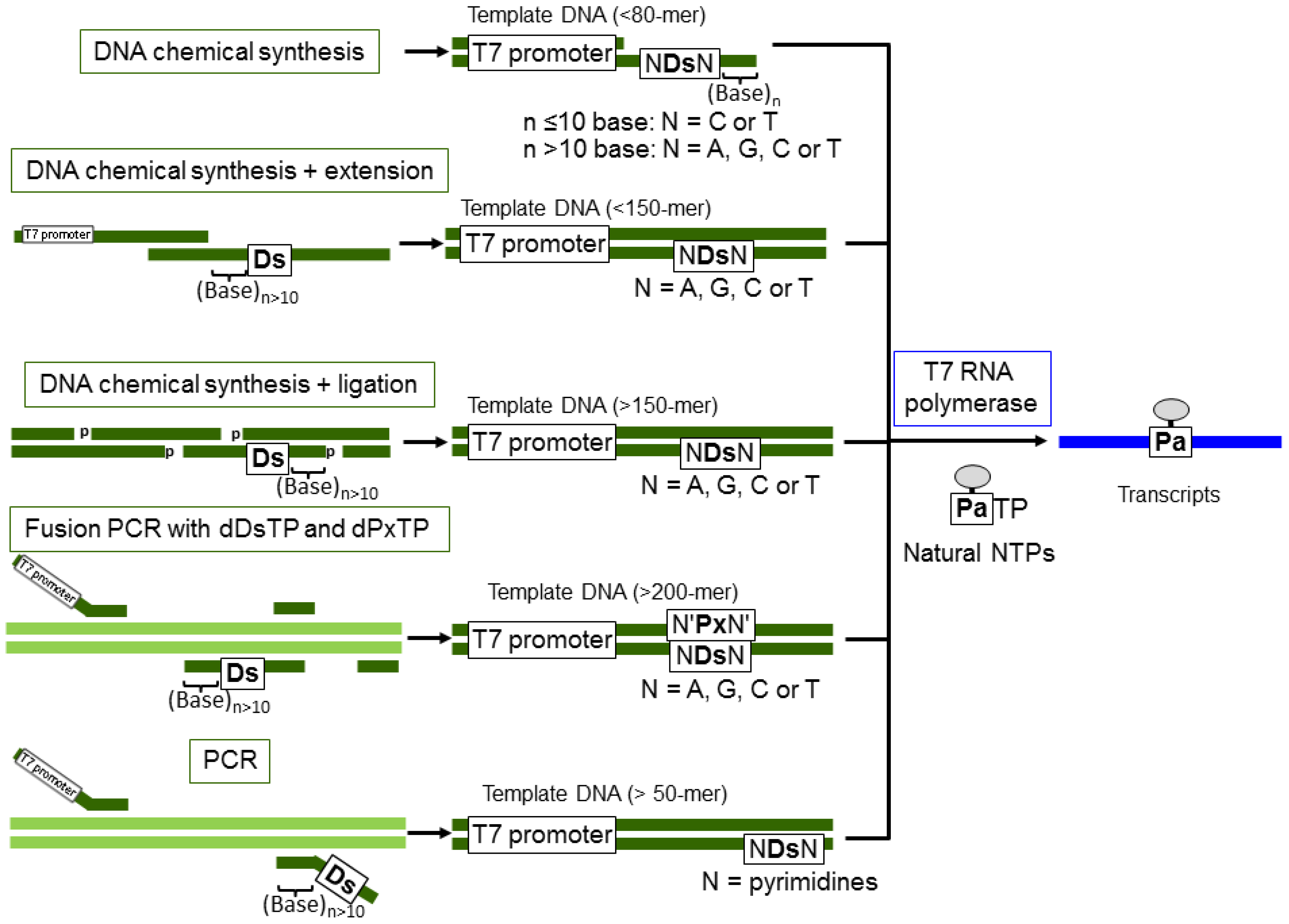 Site-Specific Incorporation of Functional Components into RNA by an ...