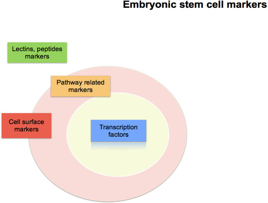 Embryonic Stem Cell Markers