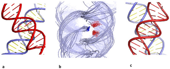 DNA-Directed Base Pair Opening