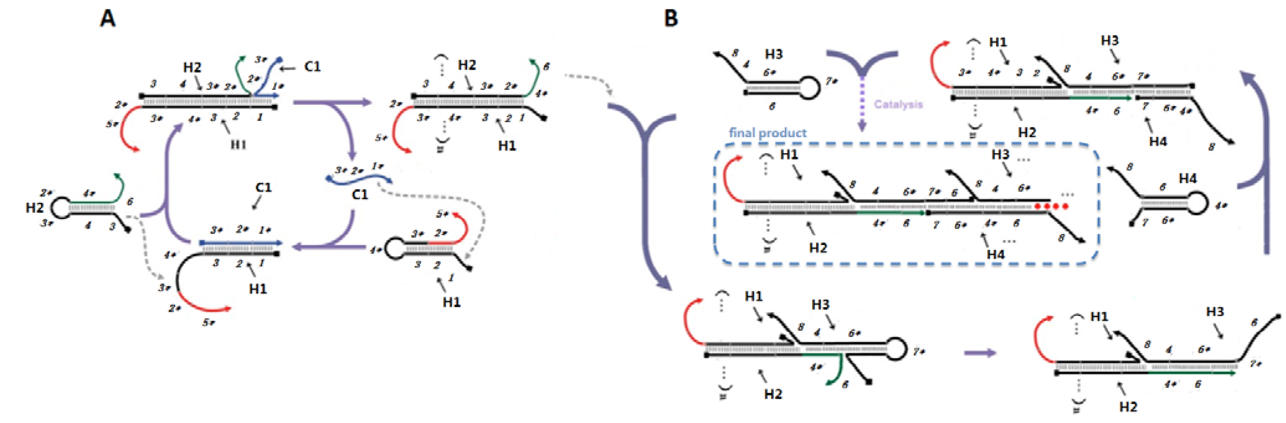 Molecules | Free Full-Text | Coupling Two Different Nucleic Acid ...