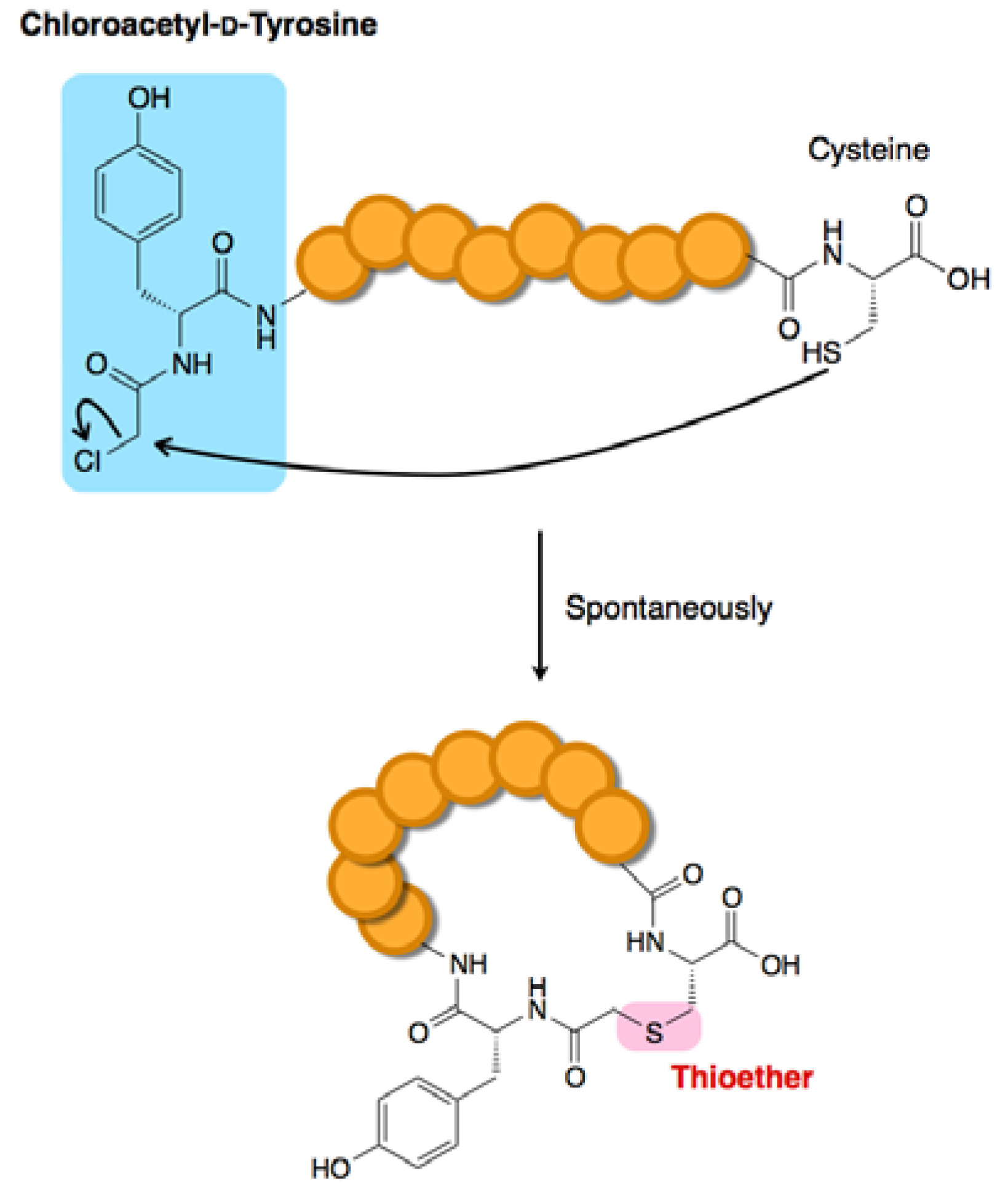 Technologies for the Synthesis of mRNA-Encoding Libraries and Discovery ...