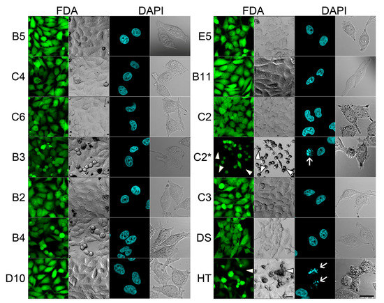 Combination of Small Molecule Microarray and Confocal Microscopy ...