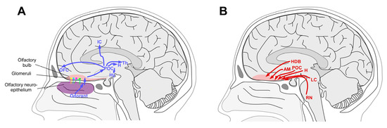 Plasticity of the Human Olfactory System: The Olfactory Bulb