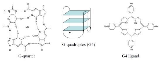 Molecules | Free Full-Text | G-Quadruplex Structures in the Human ...