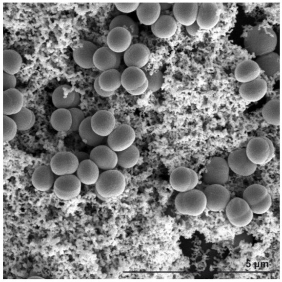 Following the Mechanisms of Bacteriostatic versus Bactericidal Action ...