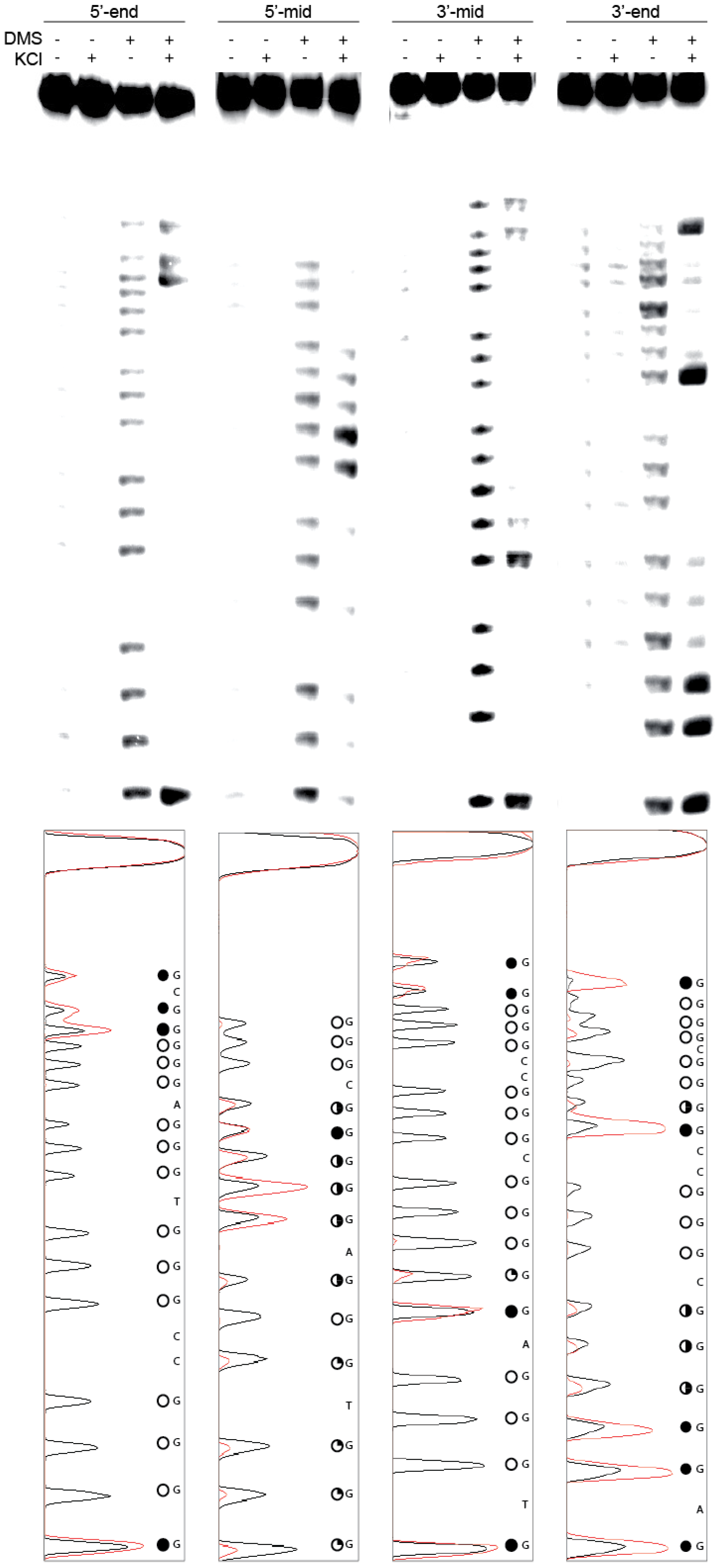 Molecules | Free Full-Text | Helping Eve Overcome ADAM: G-Quadruplexes ...