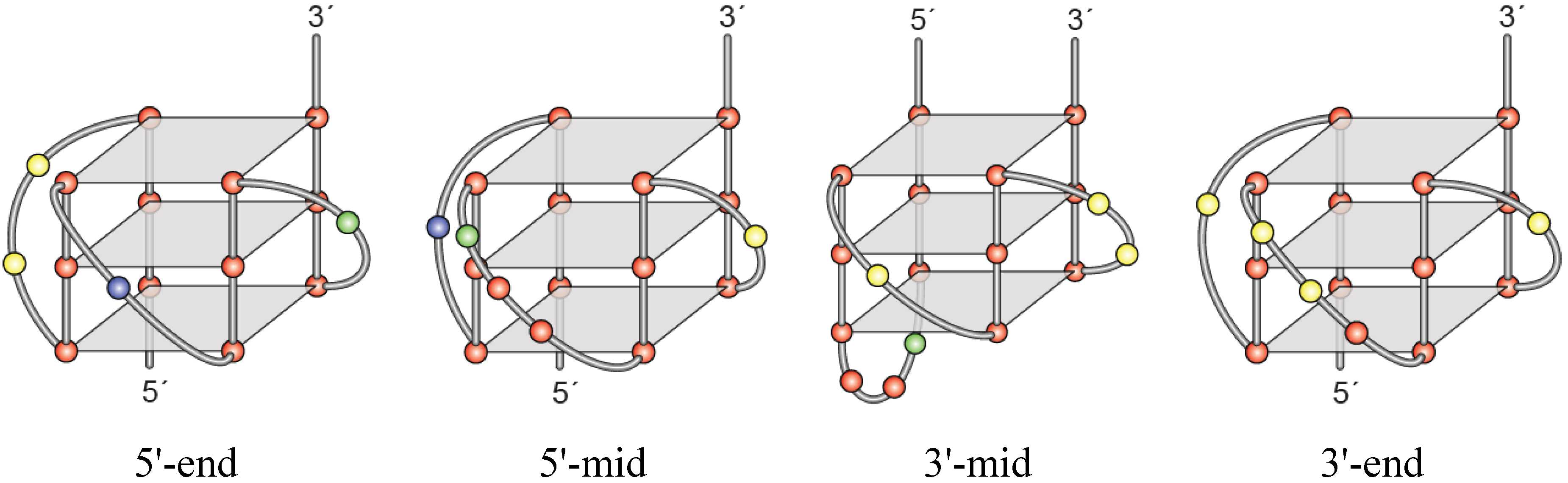 Molecules | Free Full-Text | Helping Eve Overcome ADAM: G-Quadruplexes ...