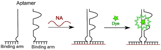 Fluorescent Probes for Nucleic Acid Visualization in Fixed and Live Cells