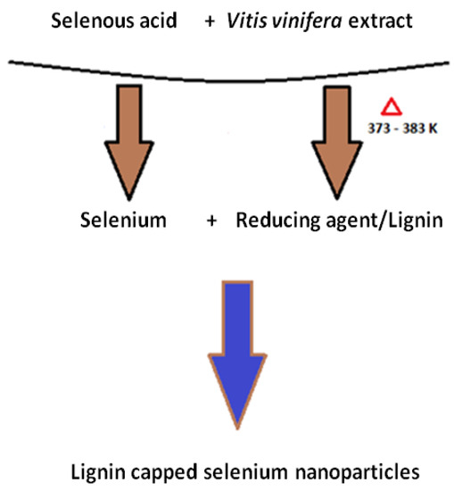 Biomolecule-Mediated Synthesis of Selenium Nanoparticles using Dried Vitis vinifera (Raisin) Extract