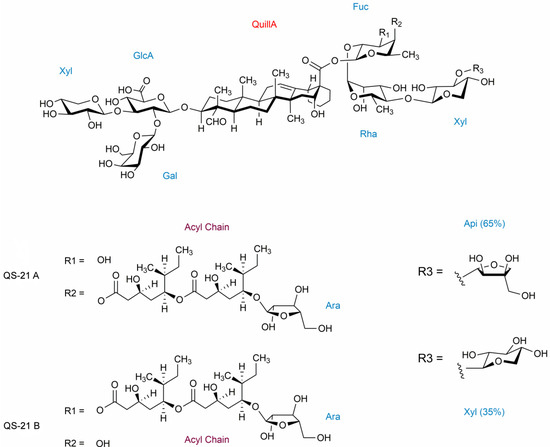 Atomic Model and Micelle Dynamics of QS-21 Saponin