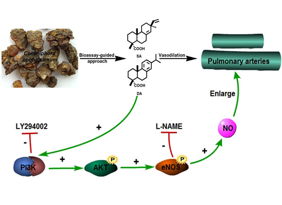 Molecules | Free Full-Text | Dehydroabietic Acid Isolated from ...