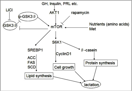 GSK3β Regulates Milk Synthesis in and Proliferation of Dairy Cow ...