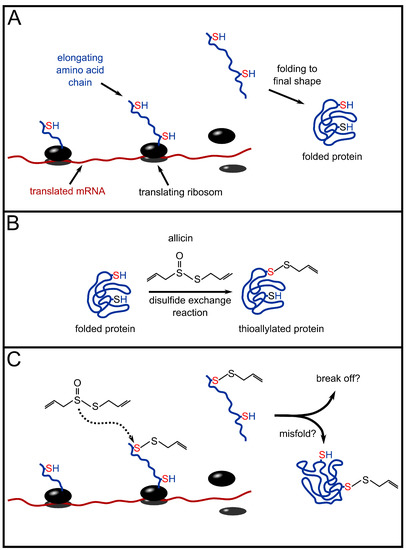 Allicin: Chemistry and Biological Properties