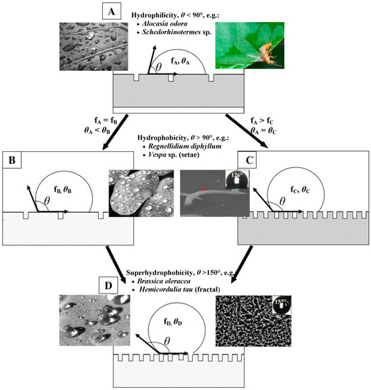 Natural Insect and Plant Micro-/Nanostructsured Surfaces: An Excellent ...