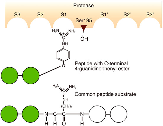 Recent Advances in Chemoenzymatic Peptide Syntheses