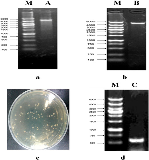 Recombinant Expressed Vector pET32a (+) S Constructed by Ligation ...