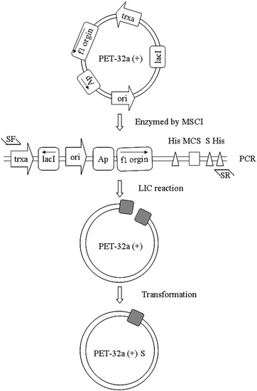 Recombinant Expressed Vector pET32a (+) S Constructed by Ligation ...