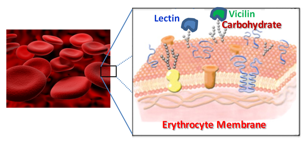 Molecules | Free Full-Text | Are Vicilins Another Major Class of Legume ...