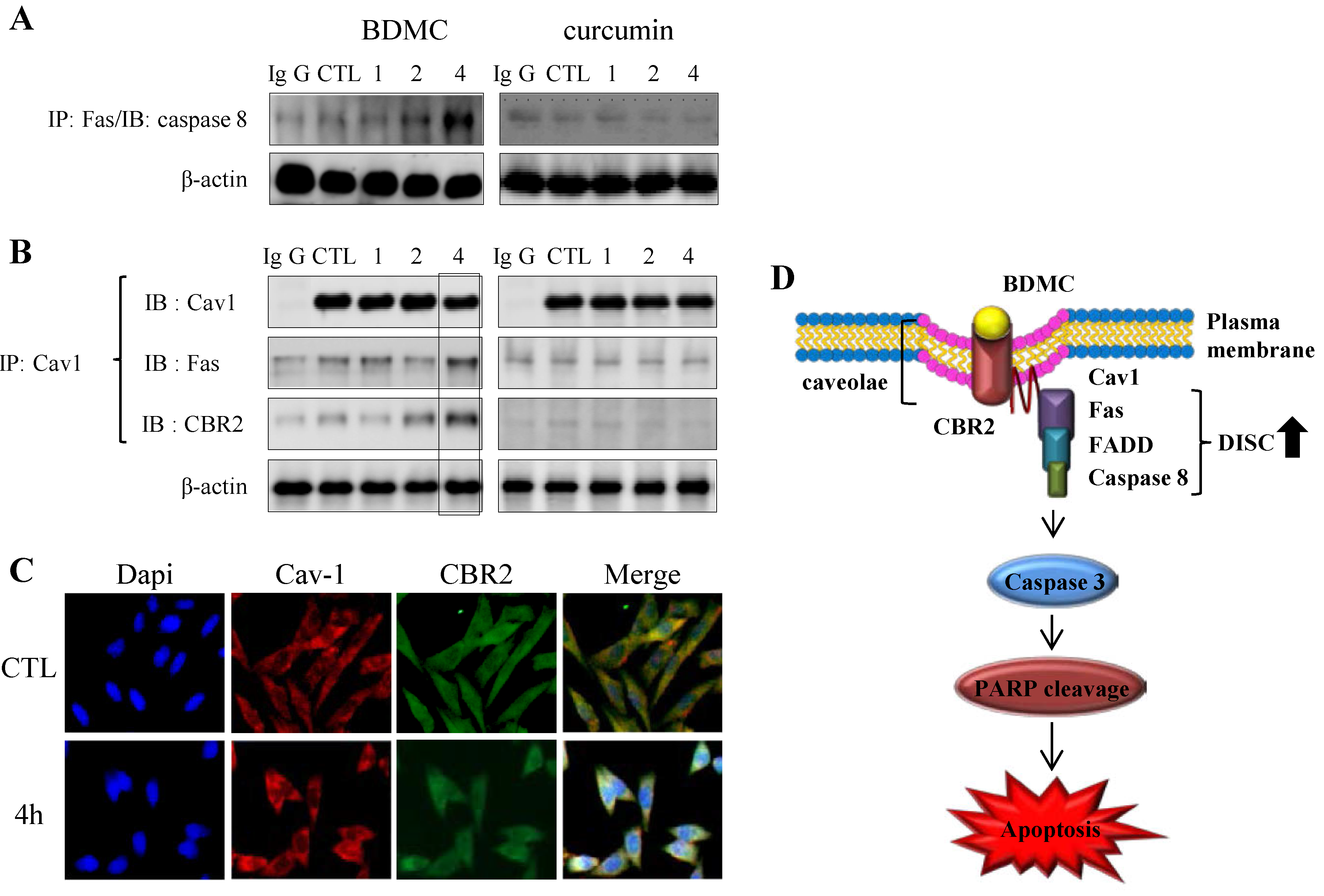 Molecules | Free Full-Text | Bisdemethoxycurcumin Induces Apoptosis in Activated Hepatic ...