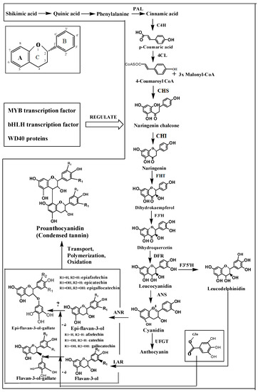 Molecular Progress in Research on Fruit Astringency