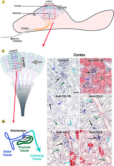 Lectins: Getting Familiar with Translators of the Sugar Code