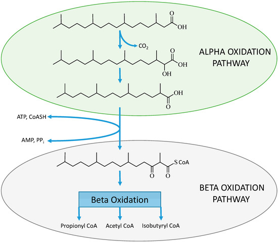A Review of Odd-Chain Fatty Acid Metabolism and the Role of ...