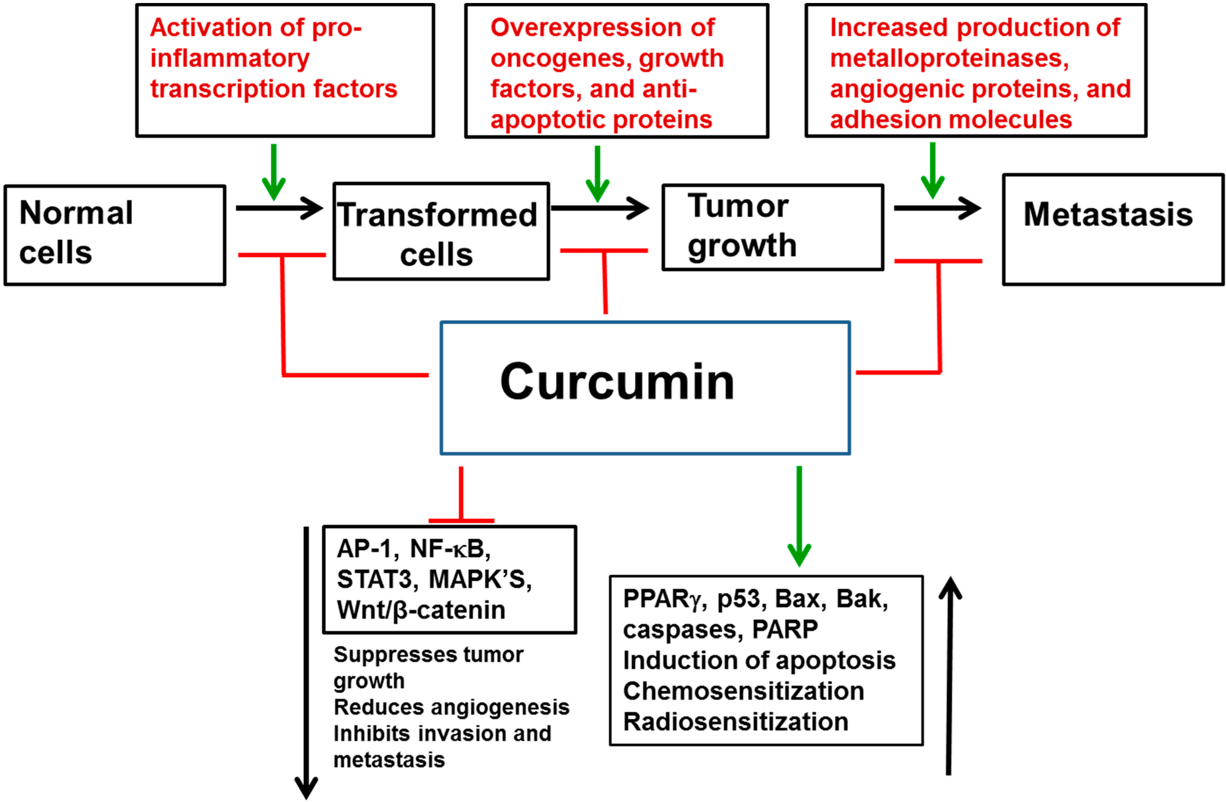 Molecules Free Full Text The Multifaceted Role Of Curcumin In