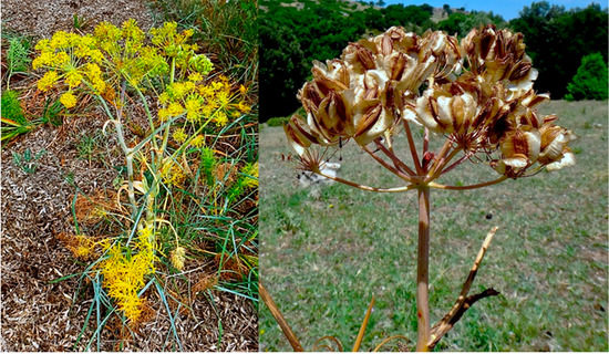 Thapsigargin—From Thapsia L. to Mipsagargin