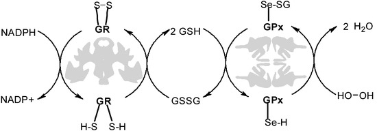 Green Polymer Chemistry: Investigating the Mechanism of Radical Ring ...
