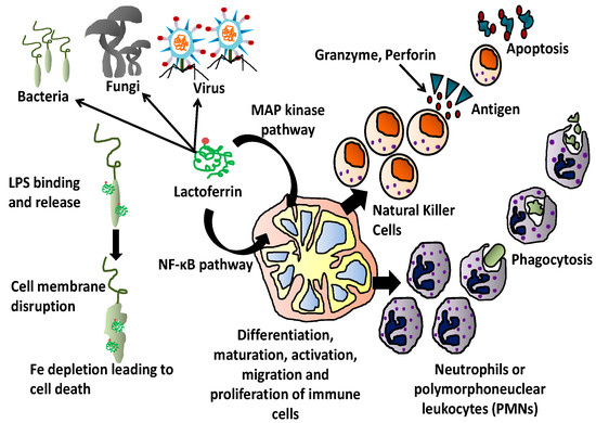 Molecules | Free Full-Text | Multifunctional Iron Bound Lactoferrin and ...