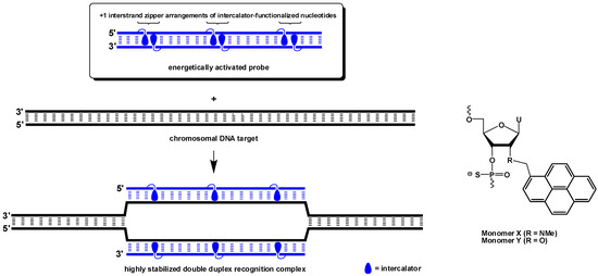 Mixed-Sequence Recognition of Double-Stranded DNA Using Enzymatically Stable Phosphorothioate ...