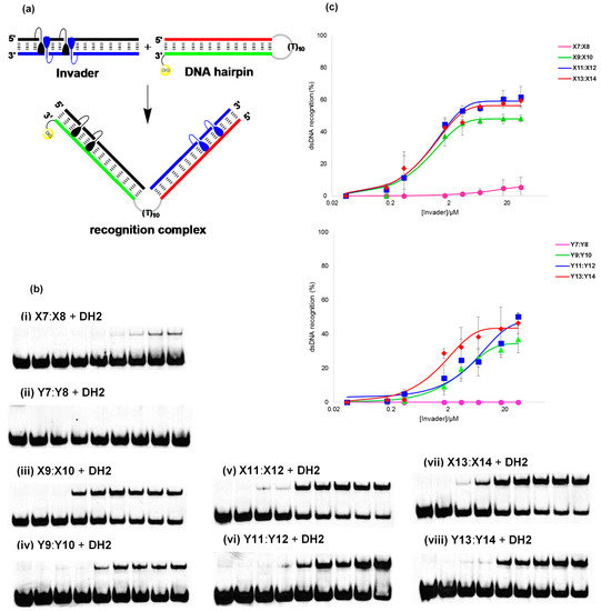 Mixed-Sequence Recognition of Double-Stranded DNA Using Enzymatically Stable Phosphorothioate ...