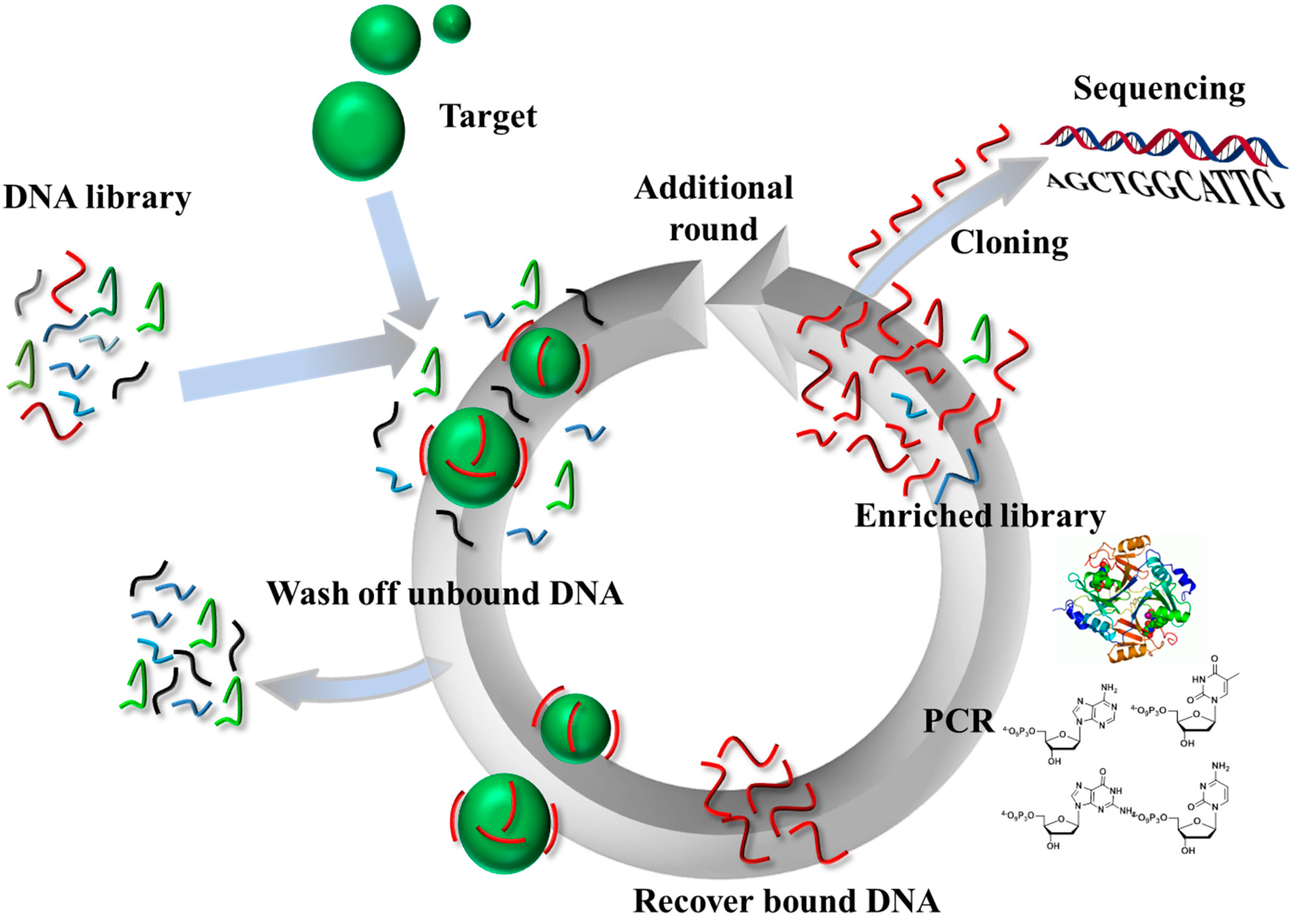 Molecules Free Full Text Generation Of Aptamers With An Expanded