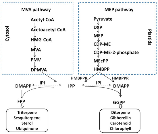 Functional Analysis of the Isopentenyl Diphosphate Isomerase of Salvia ...