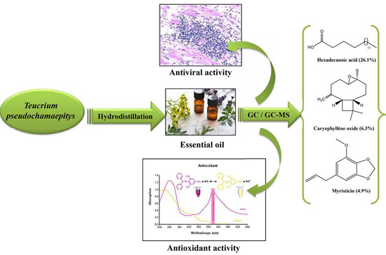 Molecules Free Full Text Essential Oil Composition Antioxidant