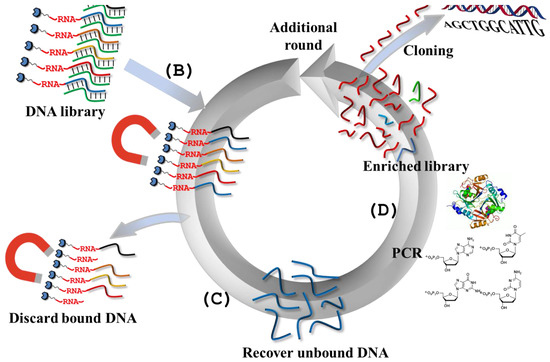Molecules | Free Full-Text | DNA Catalysis: The Chemical Repertoire of ...