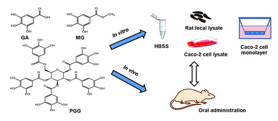Molecules | Free Full-Text | Factors Influencing Oral Bioavailability ...