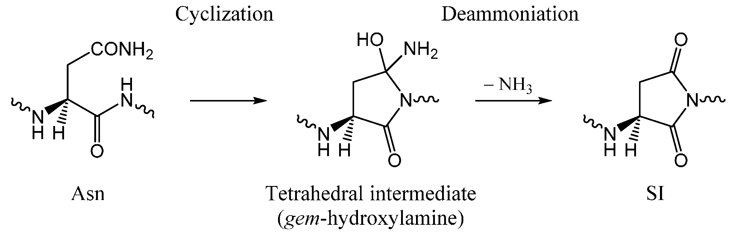 A Computational Study of the Mechanism of Succinimide Formation in the ...