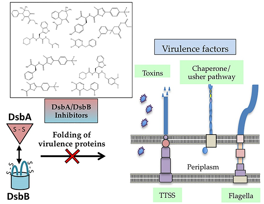 Molecules | Free Full-Text | Targeting Bacterial Dsb Proteins for the ...