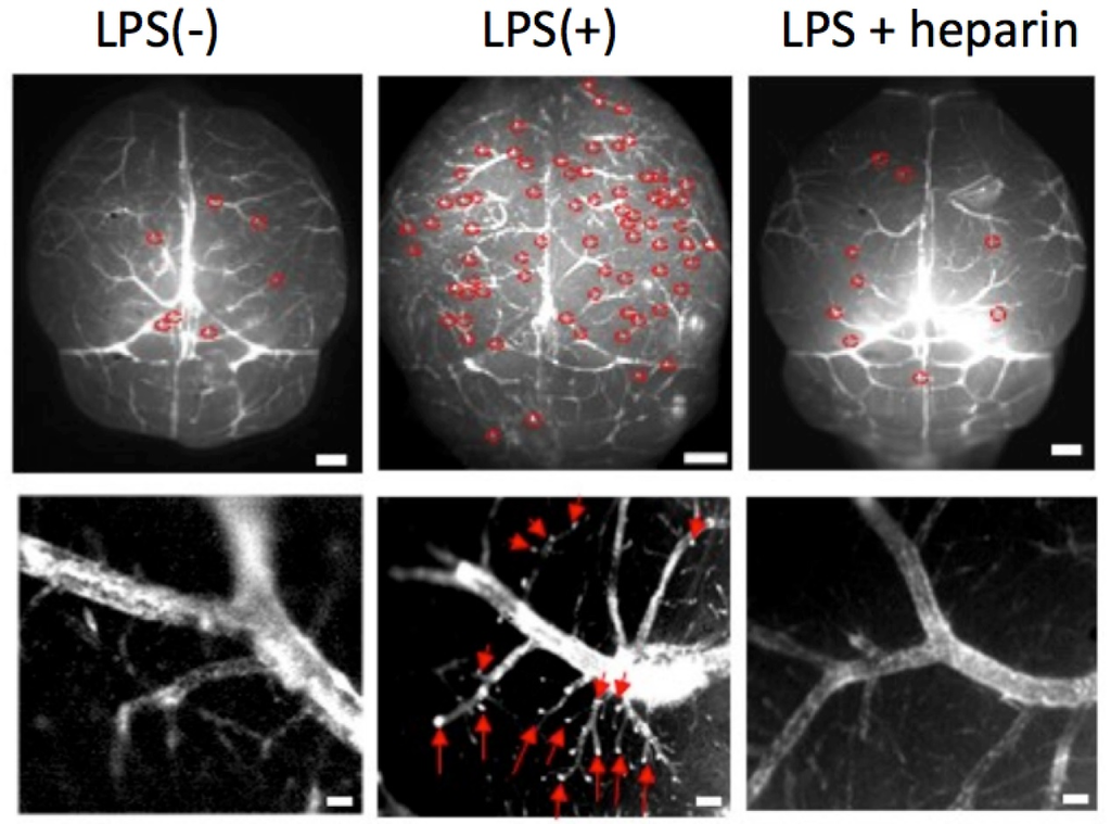 Molecules | Free Full-Text | Near-Infrared Emitting PbS Quantum Dots ...