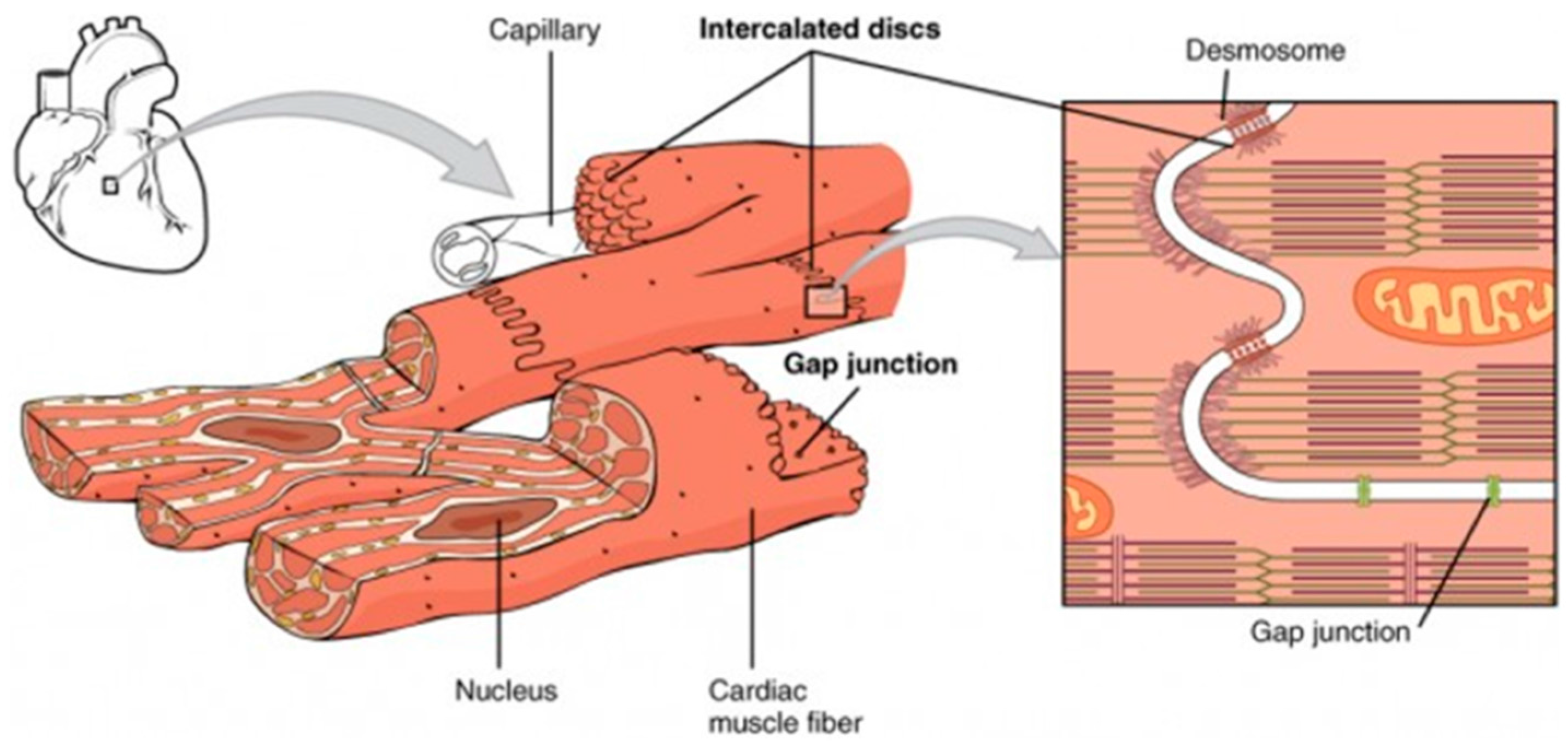 Cardiac Muscle Model Using Microparticles To Repair And Detox Cardiac