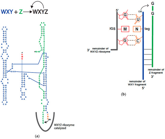 Group I Intron Internal Guide Sequence Binding Strength as a Component ...