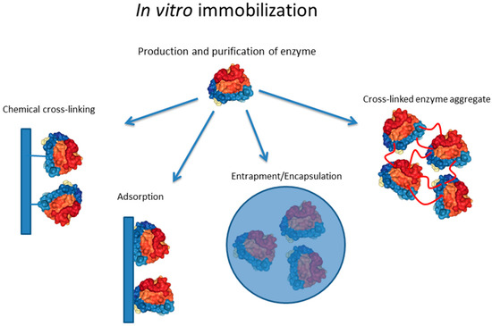 Enzyme Engineering for In Situ Immobilization